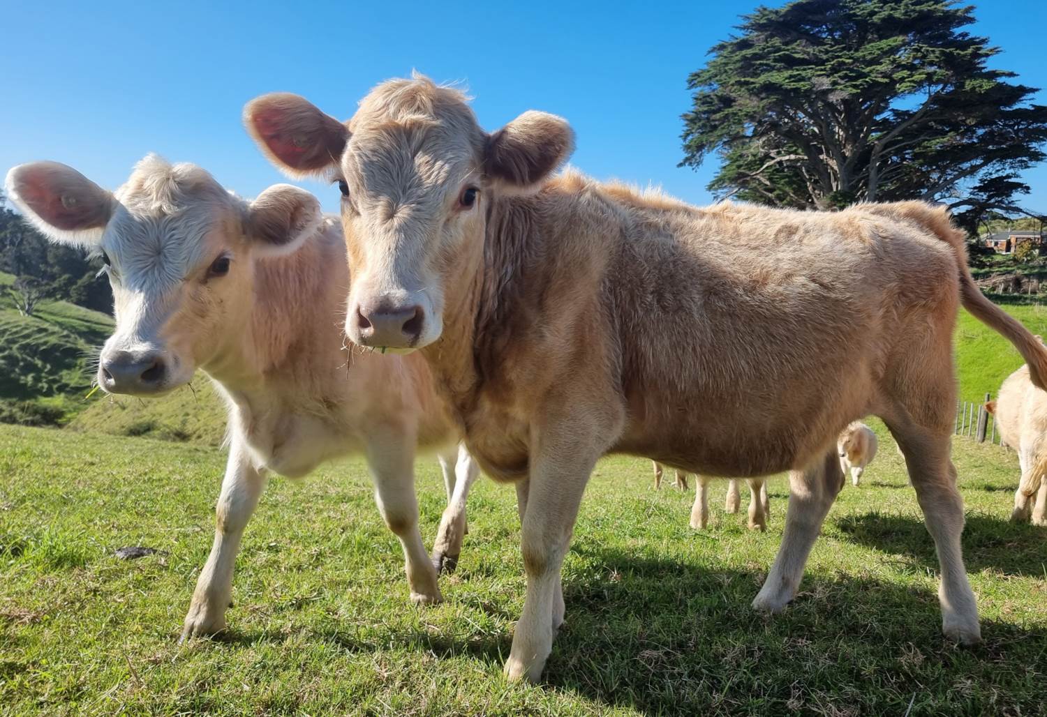 1190 Awhitu Road, Waiuku - Luke & Jason Barfoot